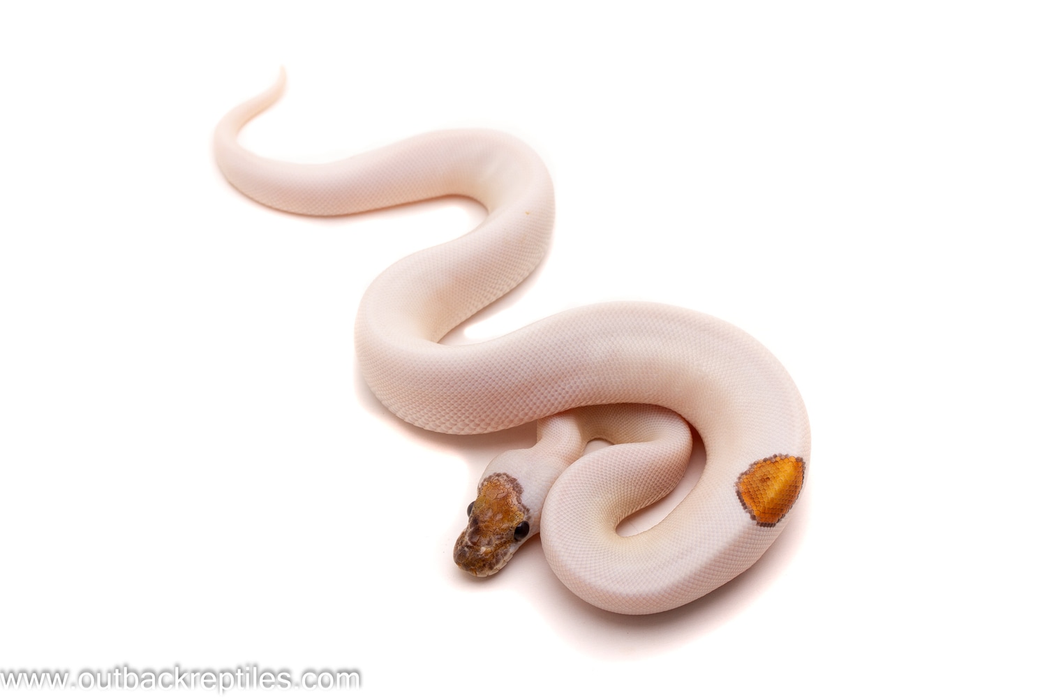 Pinto Pied Ball Python by Outback Reptiles - MorphMarket