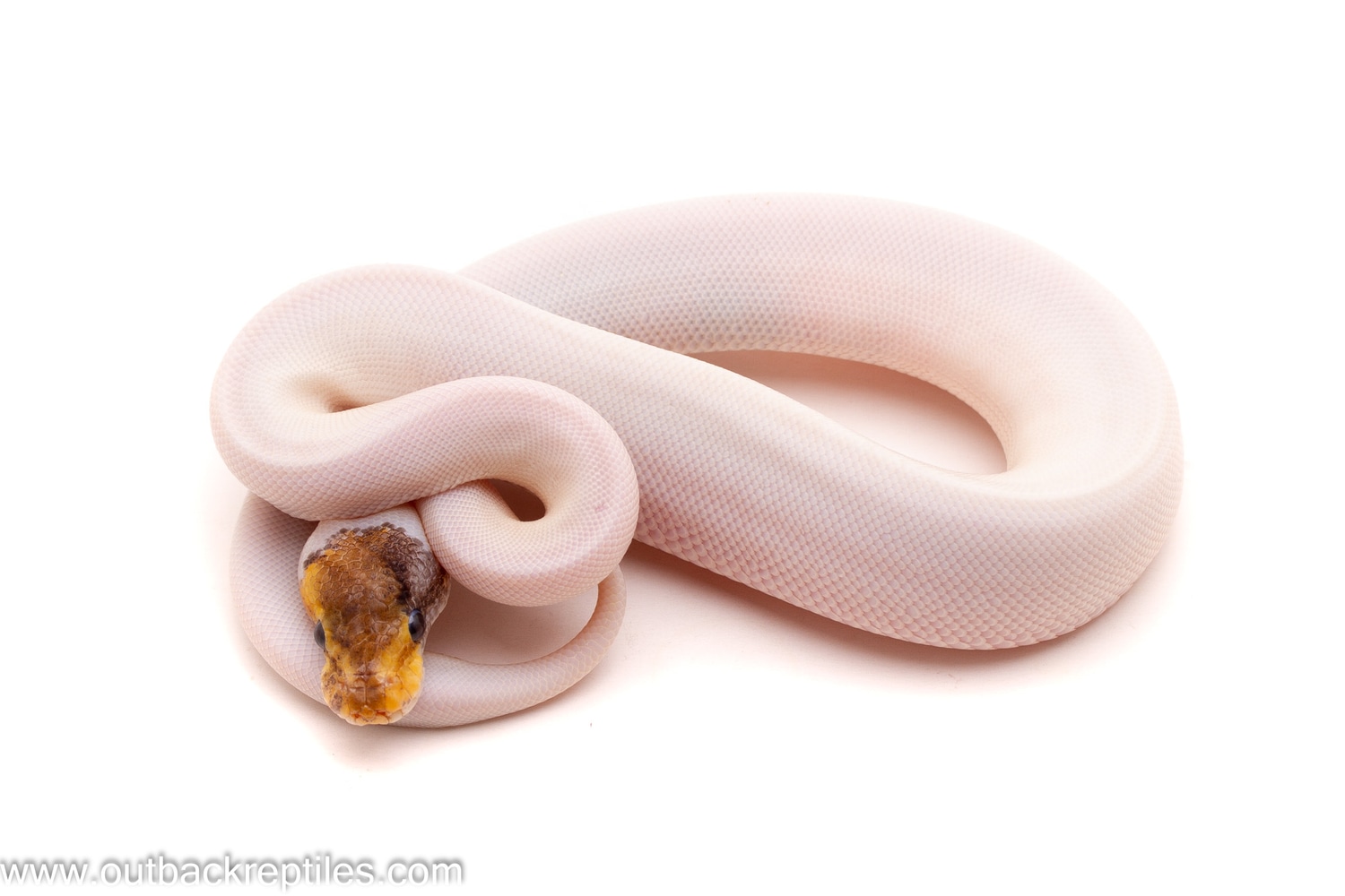 Pinto Pied Ball Python by Outback Reptiles - MorphMarket