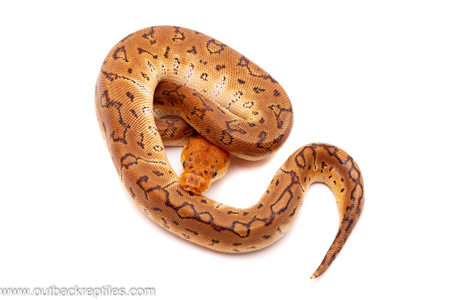 Pinstripe Clown Ball Python by Outback Reptiles - MorphMarket