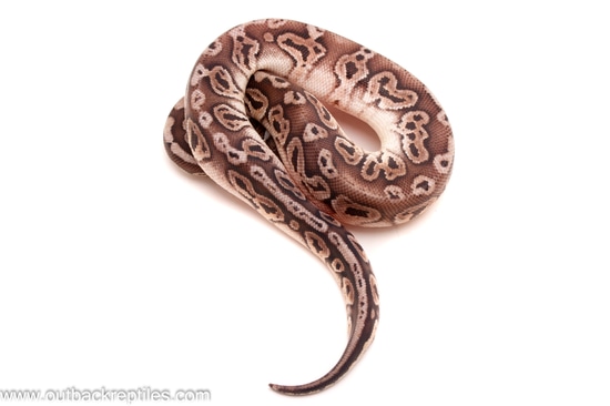 Pewter Het Clown Ball Python by Outback Reptiles
