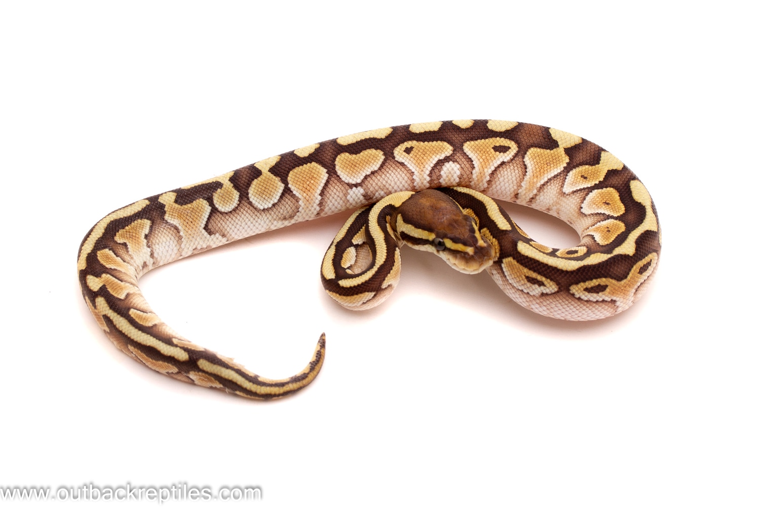 Lesser Het Clown Ball Python by Outback Reptiles - MorphMarket