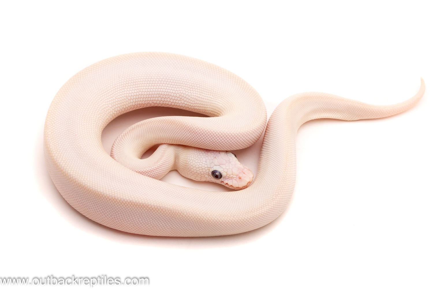 Blue Eyed Lucy Ball Python by Outback Reptiles - MorphMarket