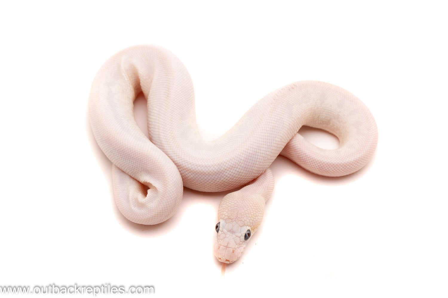 Blue Eyed Lucy Ball Python by Outback Reptiles - MorphMarket