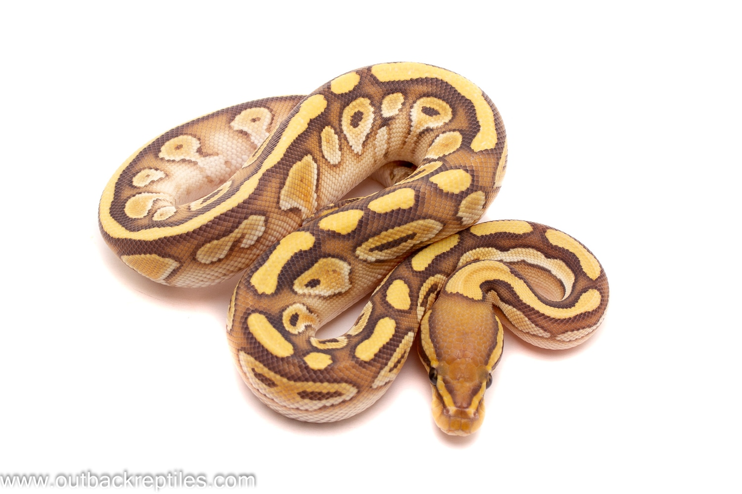 Ghost Lesser Het Clown Pos Het Genetic Stripe Ball Python by Outback ...