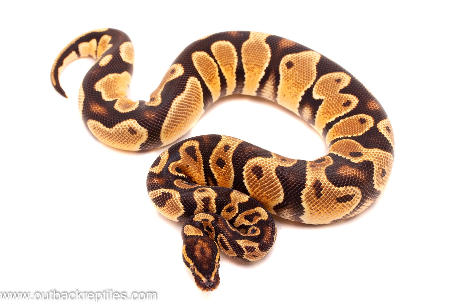 Orange Dream Yellow Or Belly Asphalt Ball Python by Outback Reptiles ...