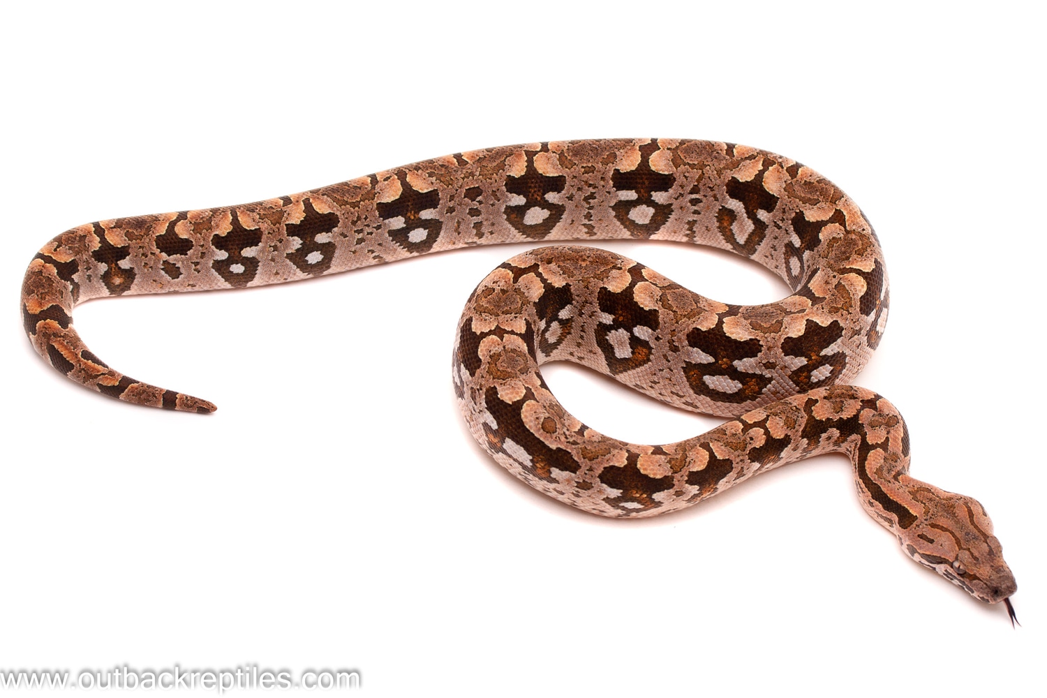 Dumeril's Boa More Boa by Outback Reptiles - MorphMarket