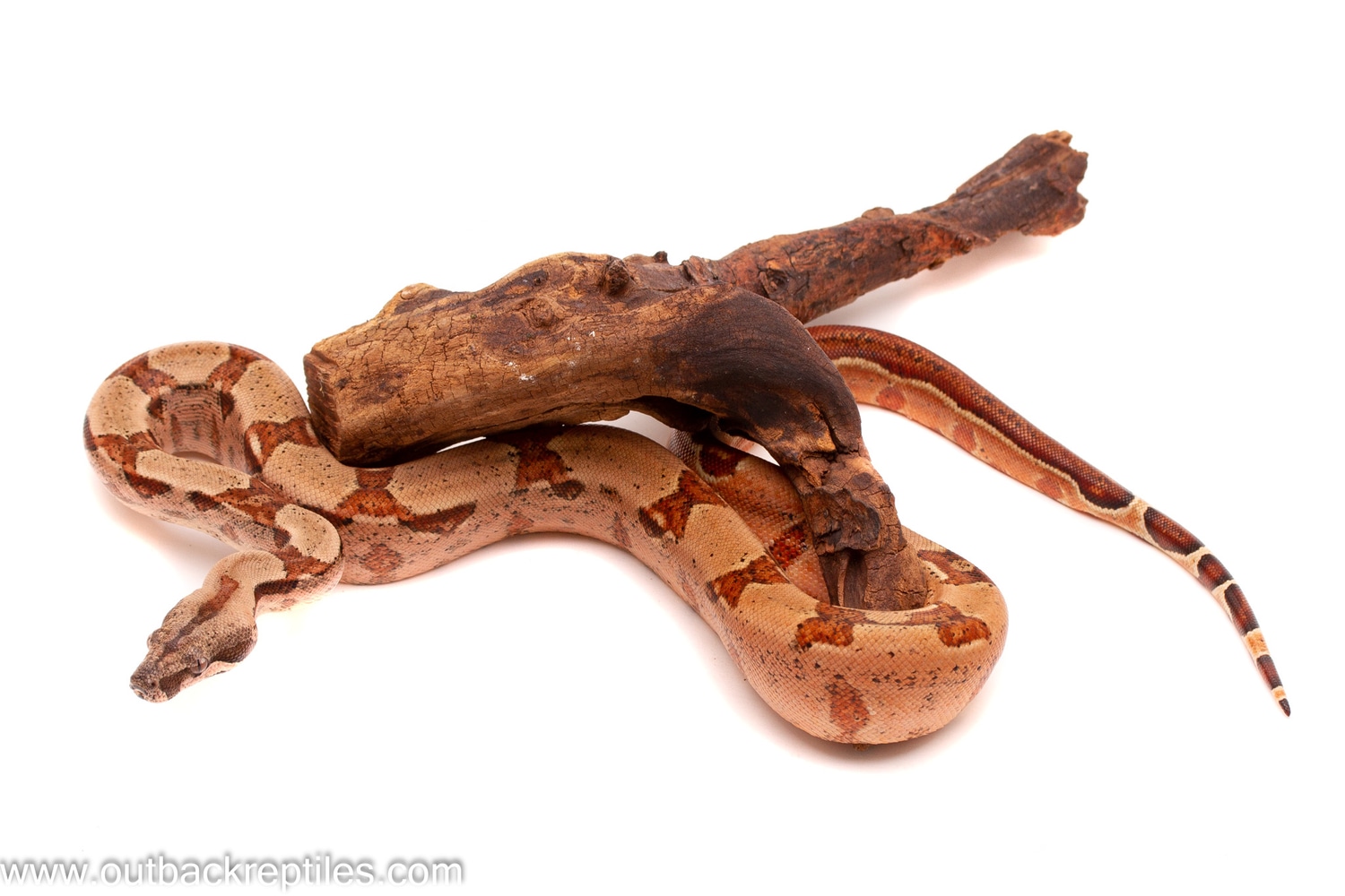 Hypo Striped Boa Constrictor by Outback Reptiles - MorphMarket