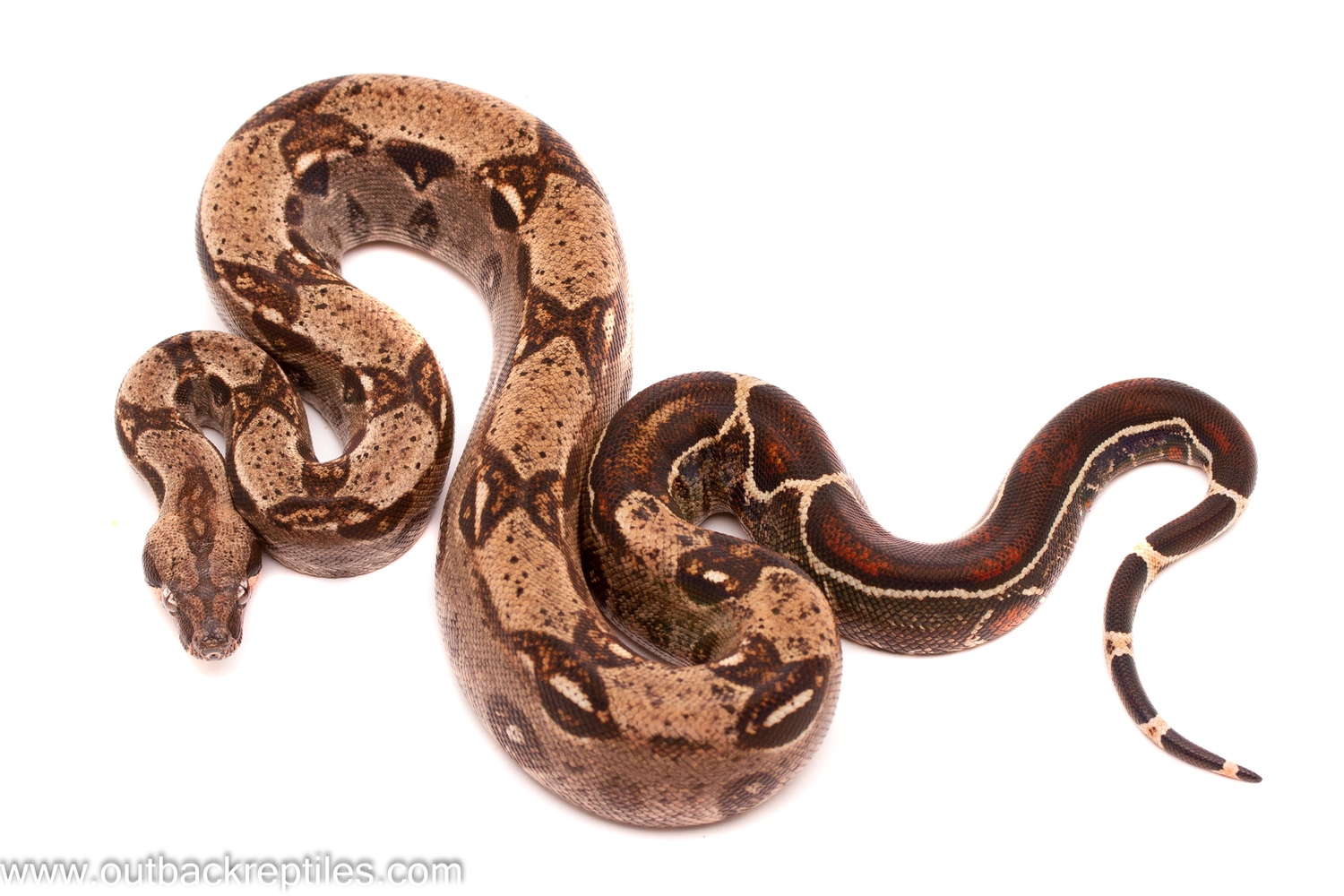 Dark Striped Boa Constrictor by Outback Reptiles - MorphMarket