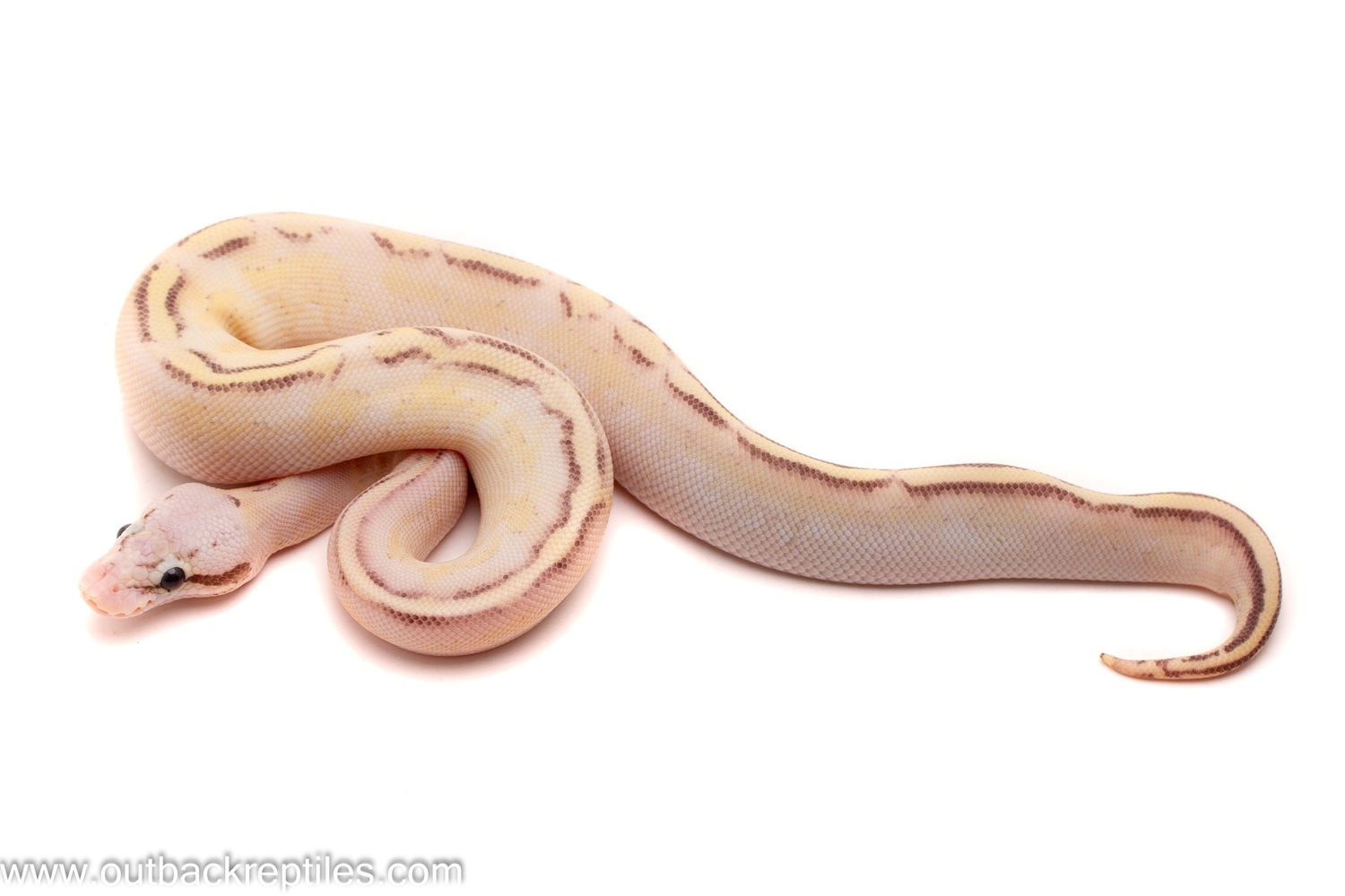 Pastel Puma Ball Python by Outback Reptiles - MorphMarket