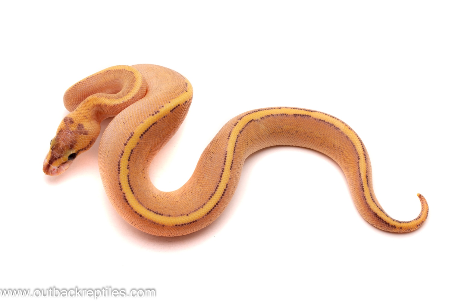 Puma Ball Python by Outback Reptiles - MorphMarket