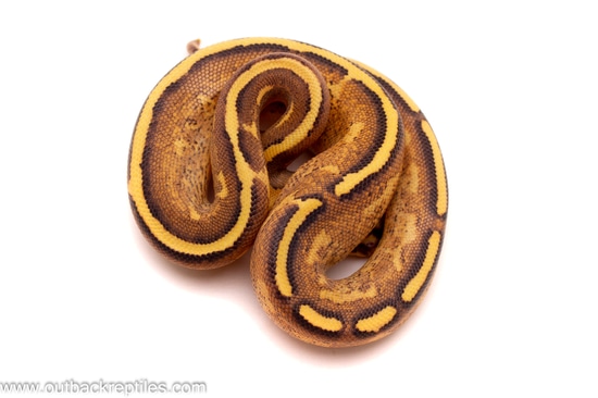 Asphalt Spark Pos Fire Ball Python by Outback Reptiles