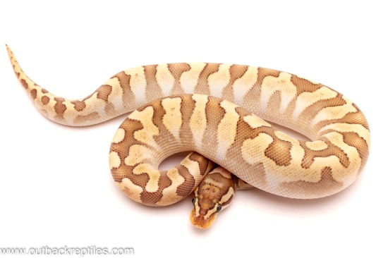 Bamboo Pastel Enchi Yellow Belly Ball Python by Outback Reptiles