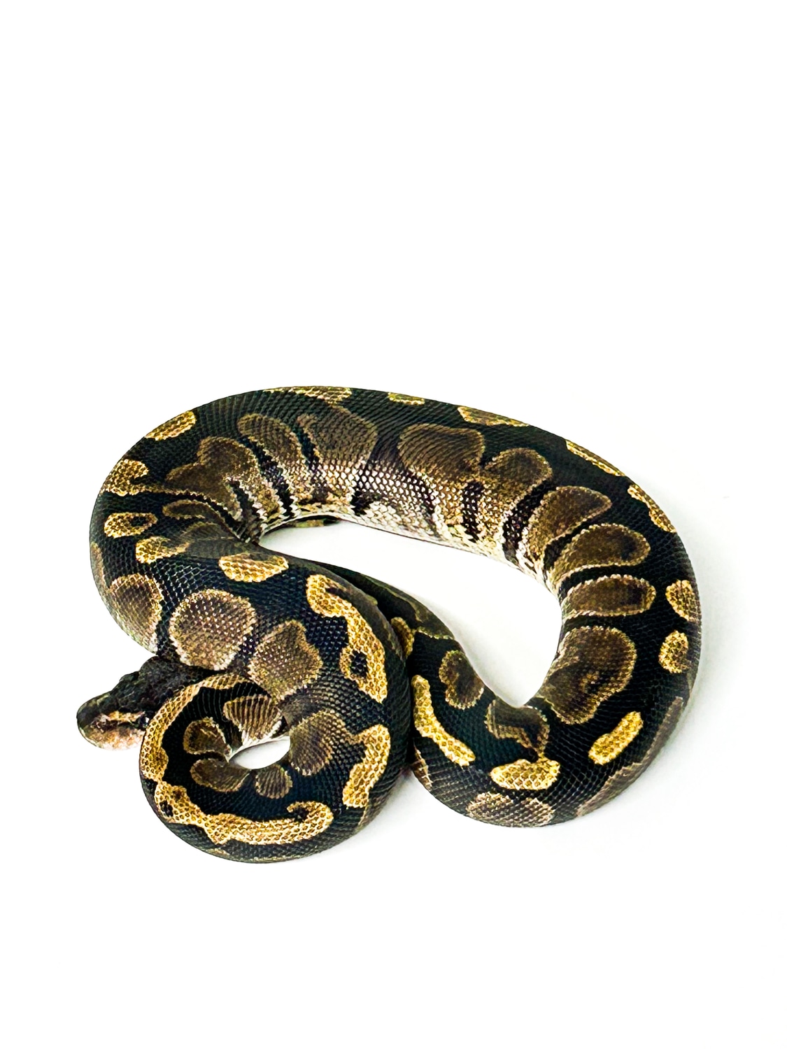 Black Pastel GHI Ball Python by Outback Reptiles - MorphMarket
