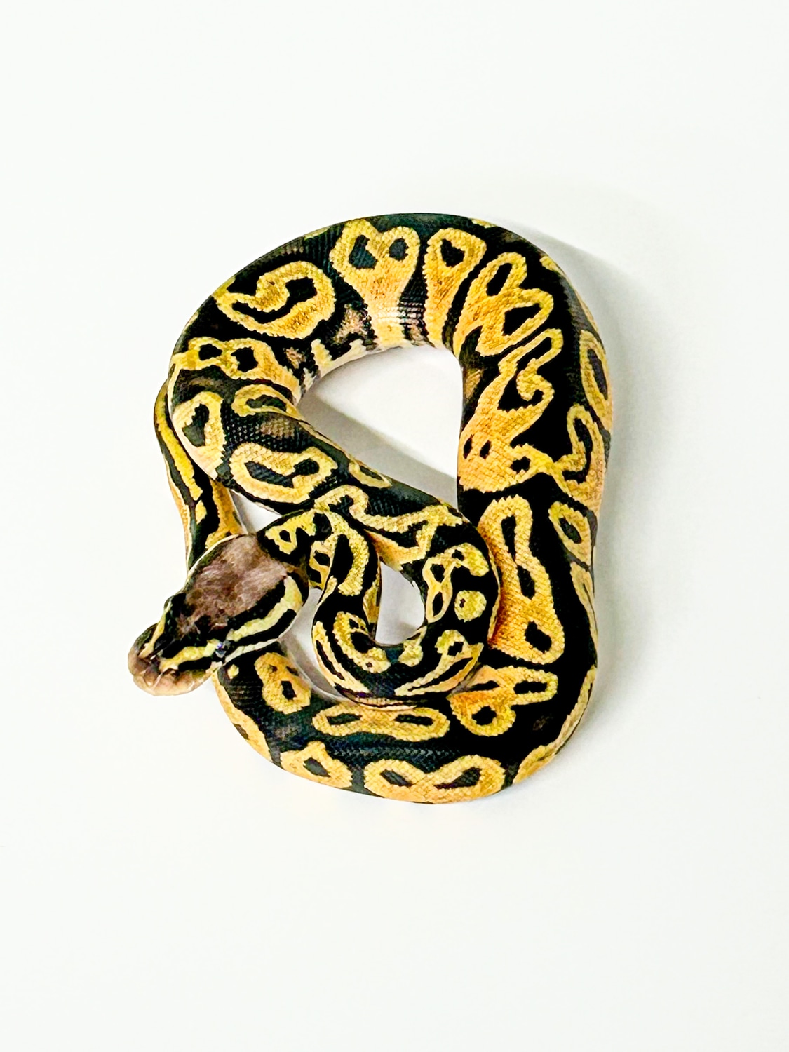 Pastel Asphalt Ball Python by Outback Reptiles - MorphMarket