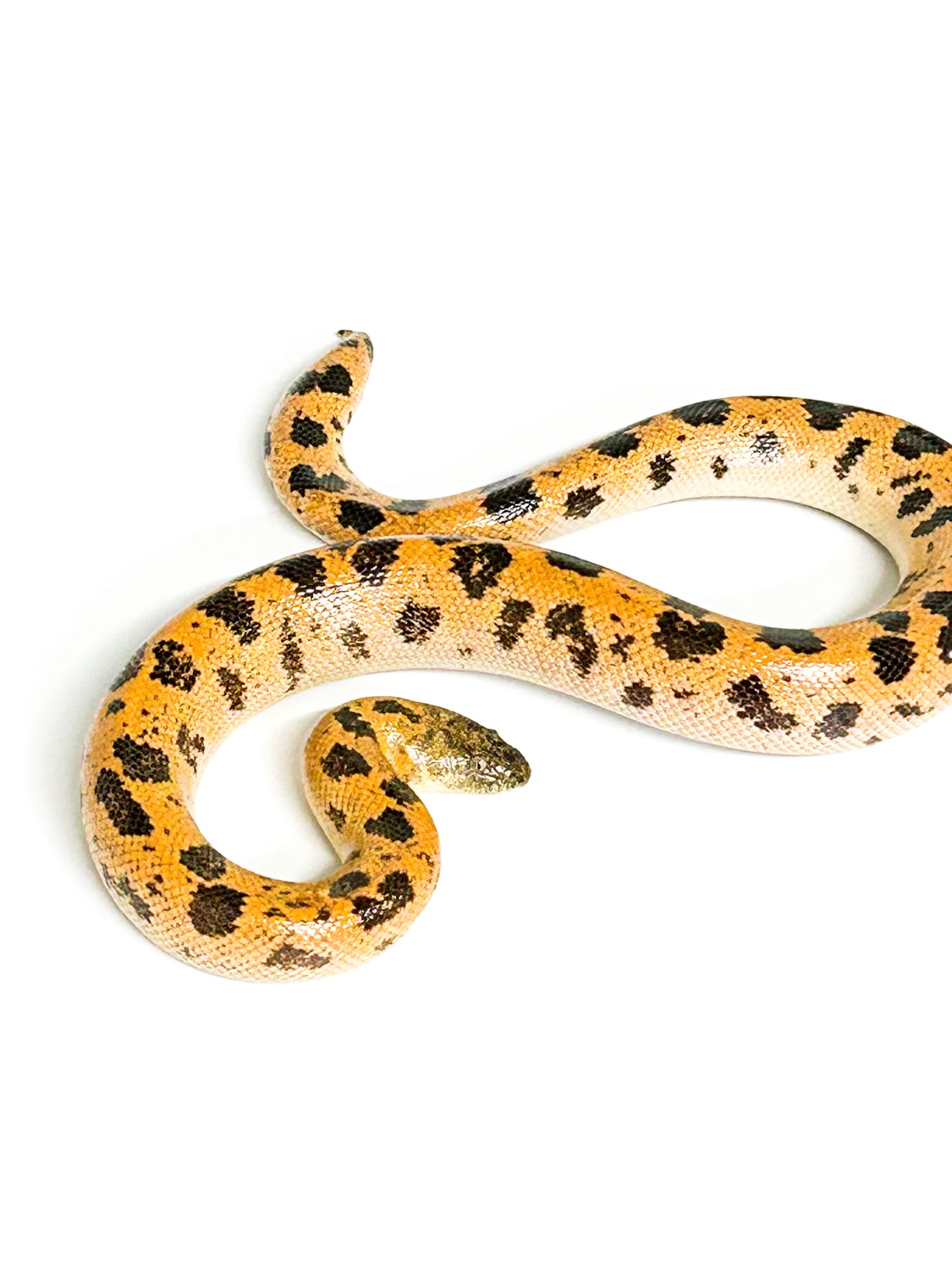 Sunburst Saharan Sand Boa by Outback Reptiles - MorphMarket