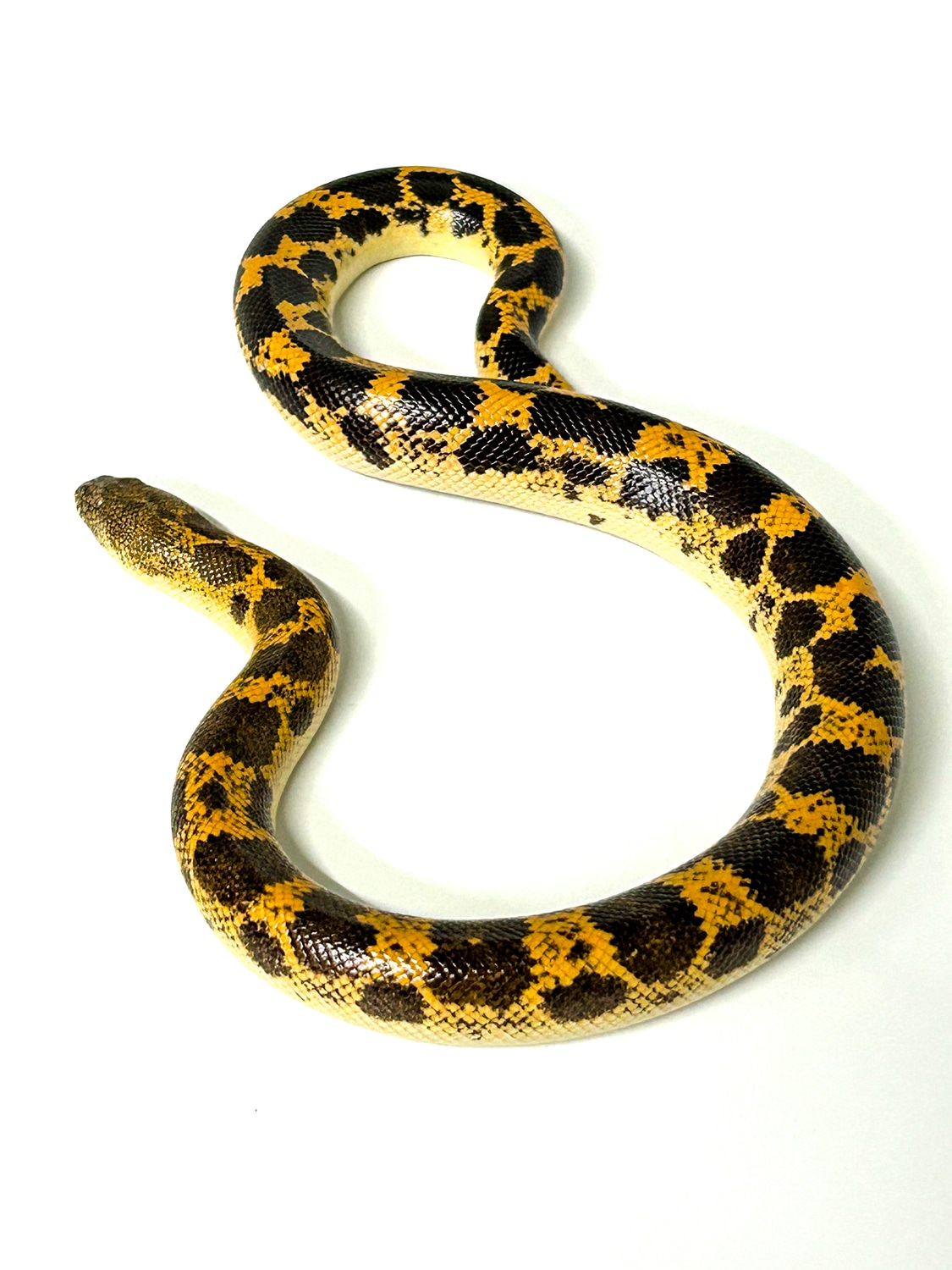 Sunburst Saharan Sand Boa by Outback Reptiles - MorphMarket