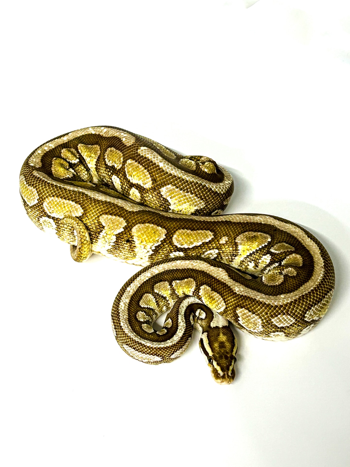 Butter Spotnose Ball Python by Outback Reptiles - MorphMarket