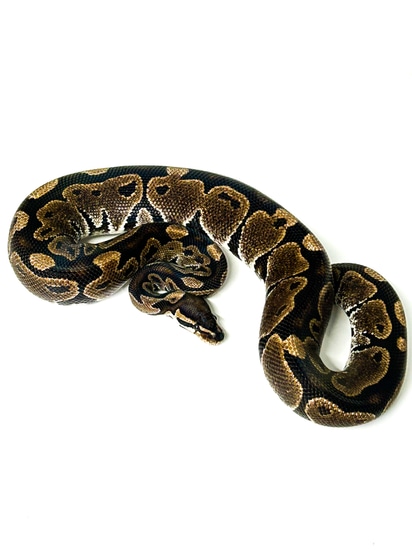Black Axanthic Ball Python by Outback Reptiles