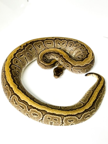 Jigsaw Ball Python by Outback Reptiles