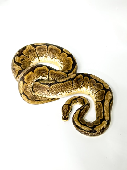 Spider Asphalt Ball Python by Outback Reptiles