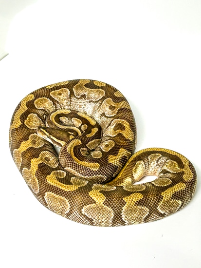 Enchi Mojave Ball Python by Outback Reptiles