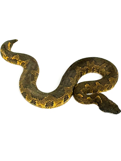 Viper Boa by Outback Reptiles