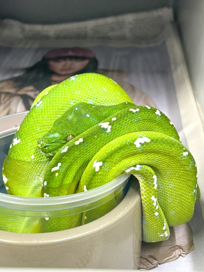 Aru Green Tree Green Tree Python by Outback Reptiles