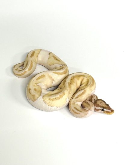 VPI Axanthic Banana Pied Ball Python by Outback Reptiles