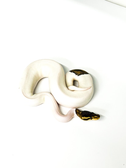 Black Pastel Pinto Pied Ball Python by Outback Reptiles