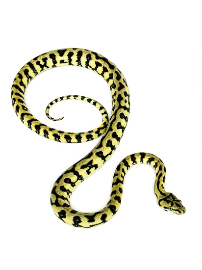 Jungle Jag Other Carpet Python by Outback Reptiles