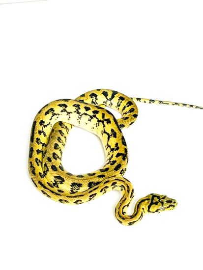 Jungle Jag Other Carpet Python by Outback Reptiles