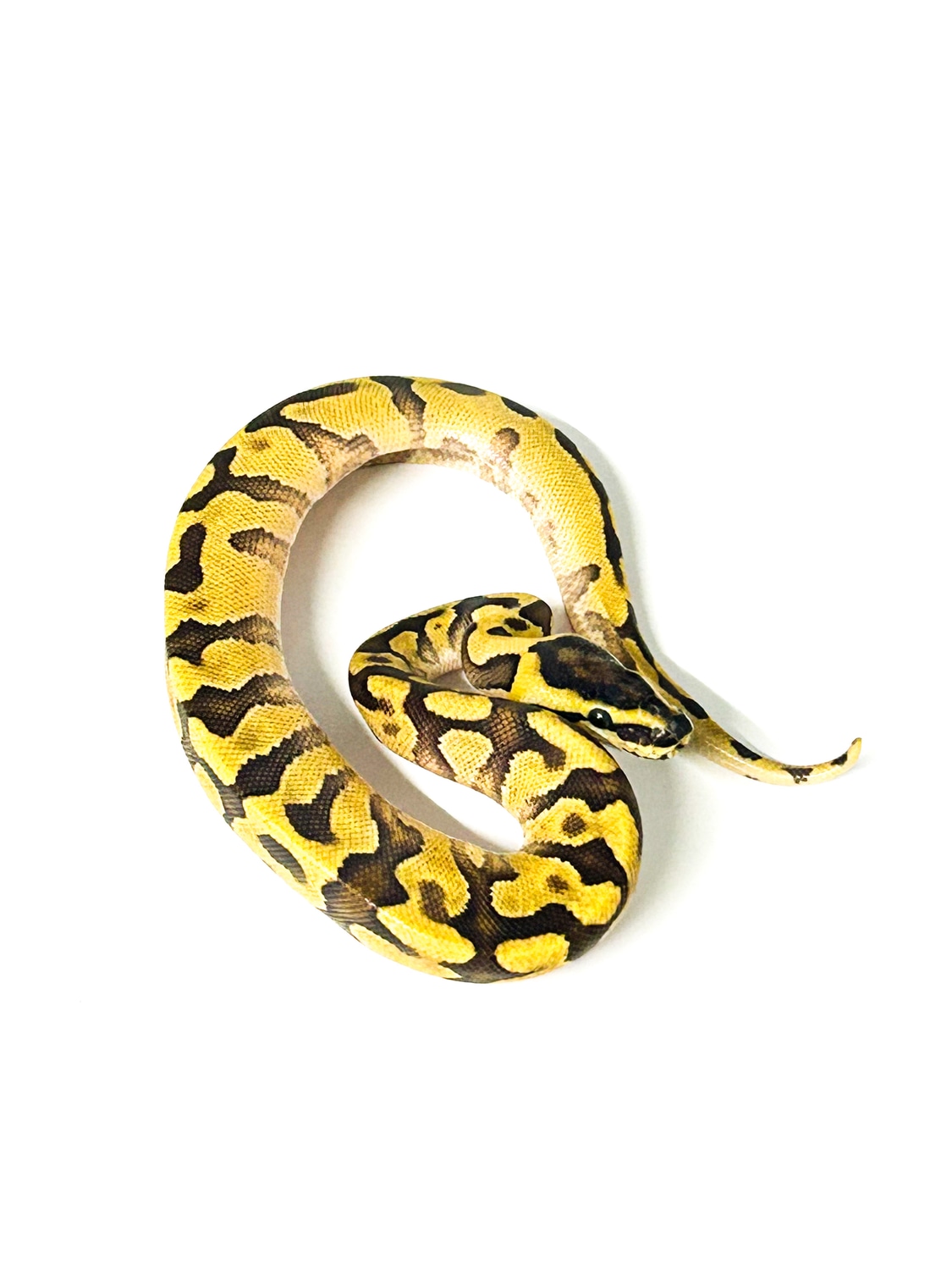 Pastel Enchi Vanilla Het Clown Ball Python by Outback Reptiles ...