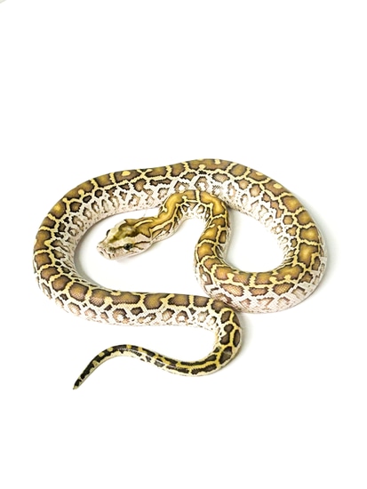 Hypo Burm Burmese Python by Outback Reptiles