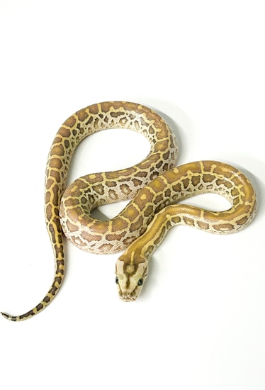 Hypo Burm ( Stunning ) Burmese Python by Outback Reptiles