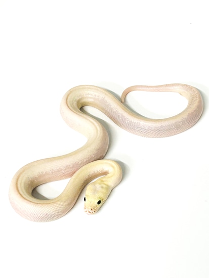Ivory Burm Burmese Python by Outback Reptiles