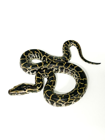 Classic Burm Burmese Python by Outback Reptiles