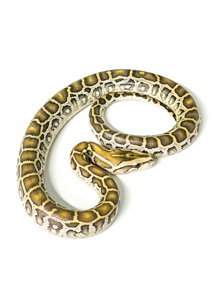 Hypo Burm Burmese Python by Outback Reptiles