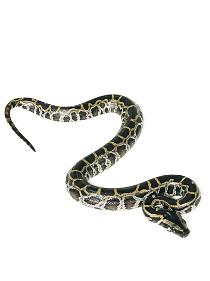 Classic Burm Burmese Python by Outback Reptiles