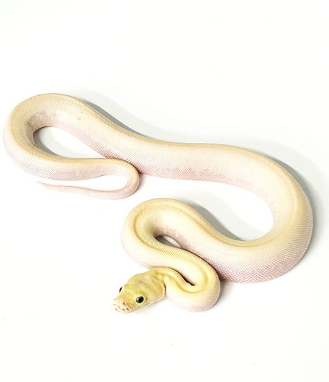 Ivory Burm Burmese Python by Outback Reptiles