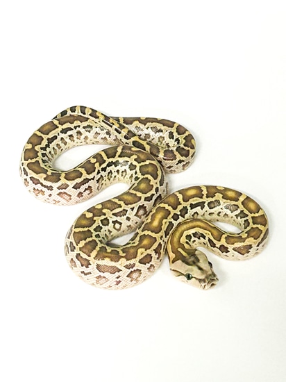 Hypo Burm Burmese Python by Outback Reptiles