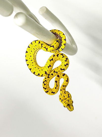 Biak (Farmed) Green Tree Python by Outback Reptiles