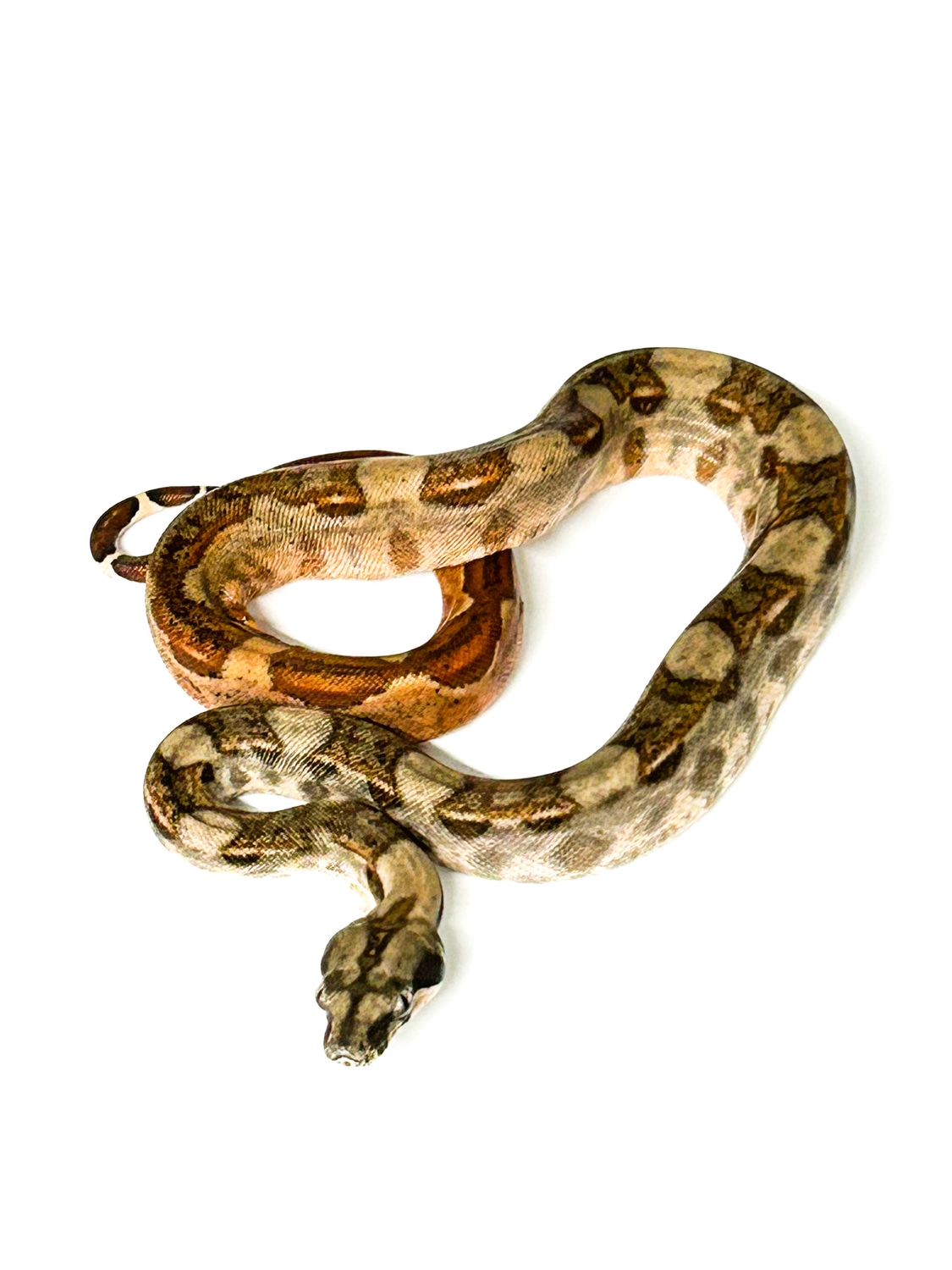 Hypo Jungle Stripe Boa Constrictor by Outback Reptiles - MorphMarket