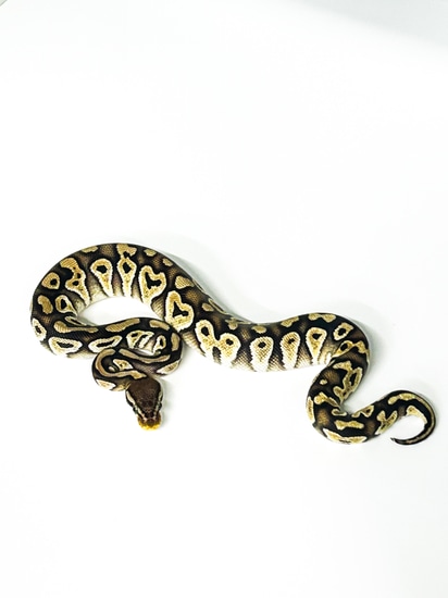 Pastave Cinder Ball Python by Outback Reptiles