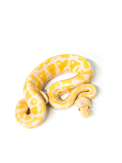 Super Pastel Lavender Albino Ball Python by Outback Reptiles