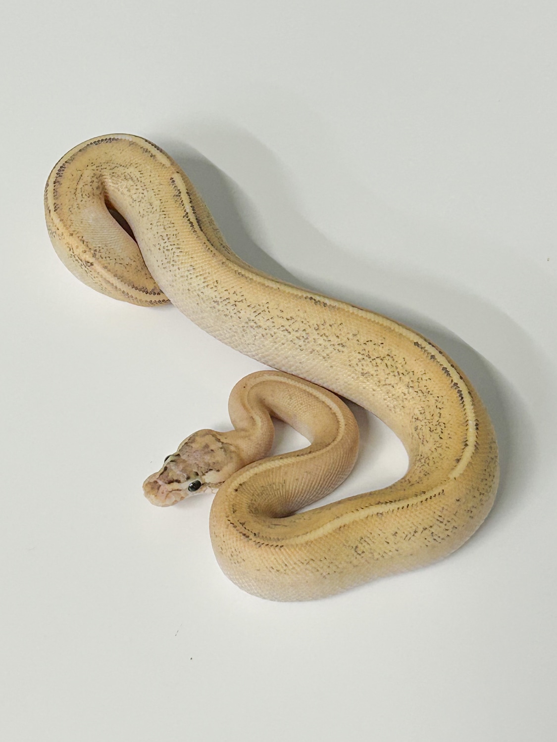 Puma Ball Python by Outback Reptiles - MorphMarket
