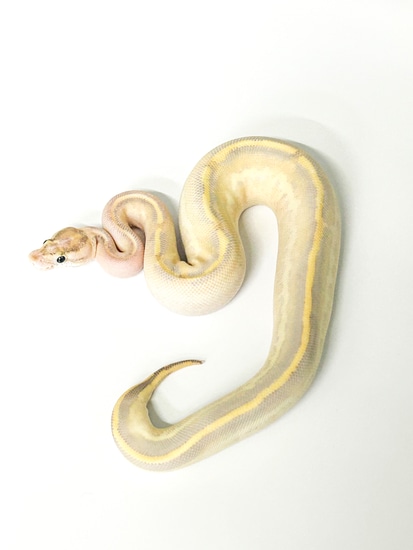 Leopard Ivory Ball Python by Outback Reptiles