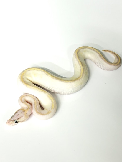 Super Pastel Ivory Ball Python by Outback Reptiles