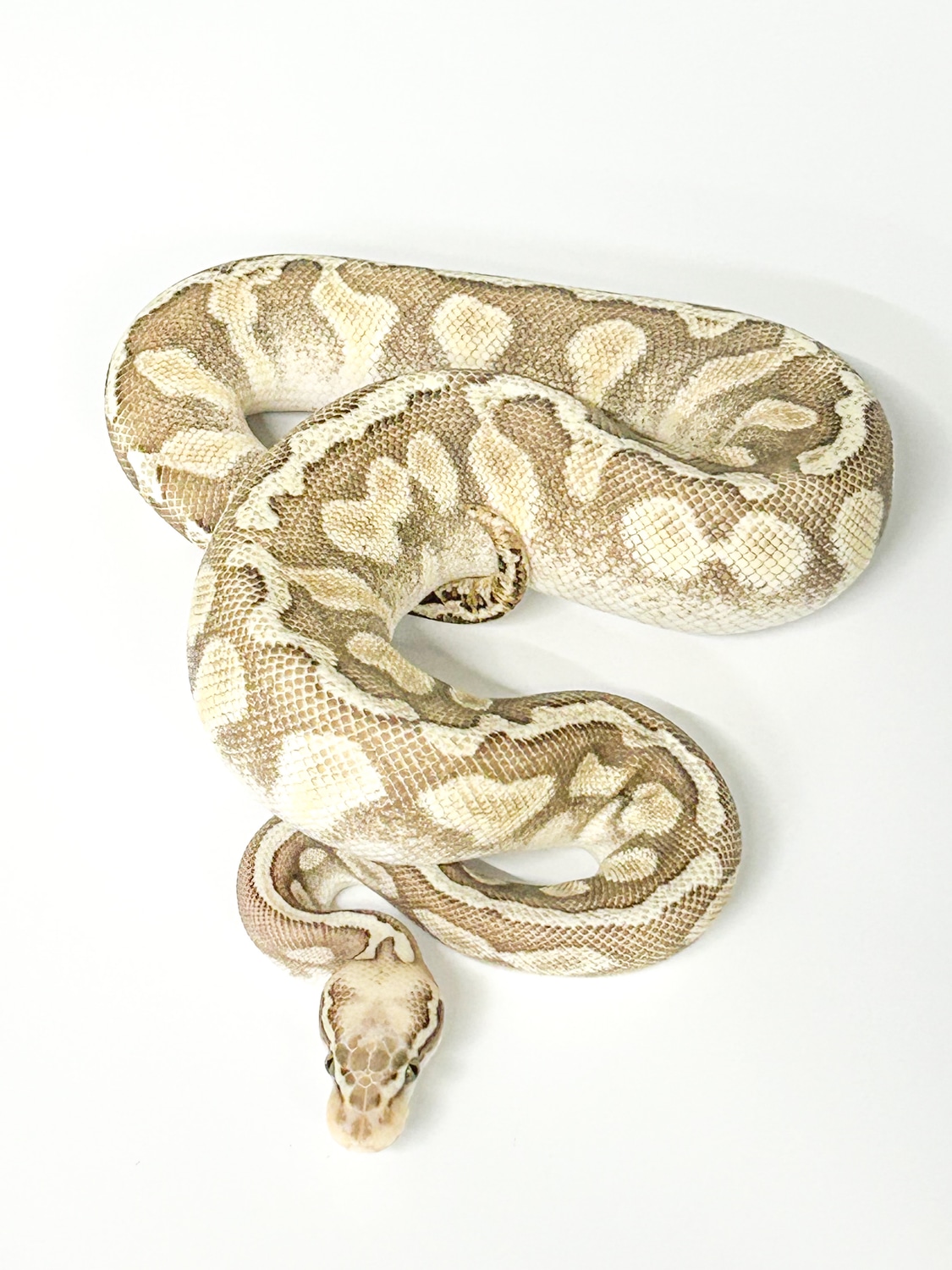 Pastel Lesser GHI Ball Python by Outback Reptiles - MorphMarket