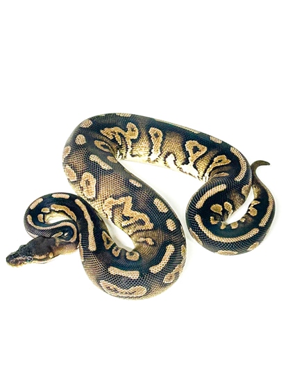 Cinnamon Het Pied Ball Python by Outback Reptiles
