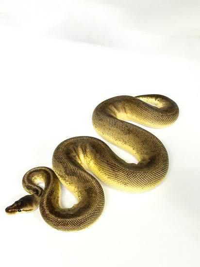 Pewter Bongo Ball Python by Outback Reptiles